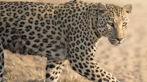 This leopard has changed its spots – what a remarkable turnaround ...